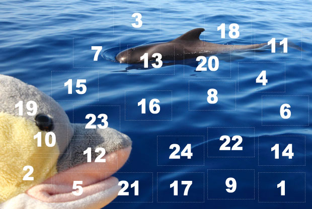 FINNs Adventskalender für 2020 – Der kleine Delfin